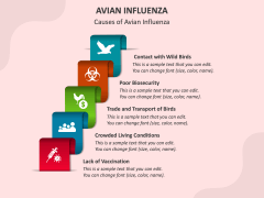 Avian Influenza PowerPoint and Google Slides Template - PPT Slides