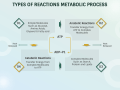 Metabolism PowerPoint and Google Slides Template - PPT Slides