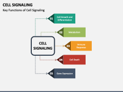 Cell Signaling PowerPoint and Google Slides Template - PPT Slides