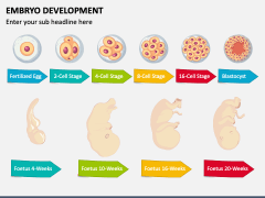 Embryo Development PowerPoint and Google Slides Template - PPT Slides