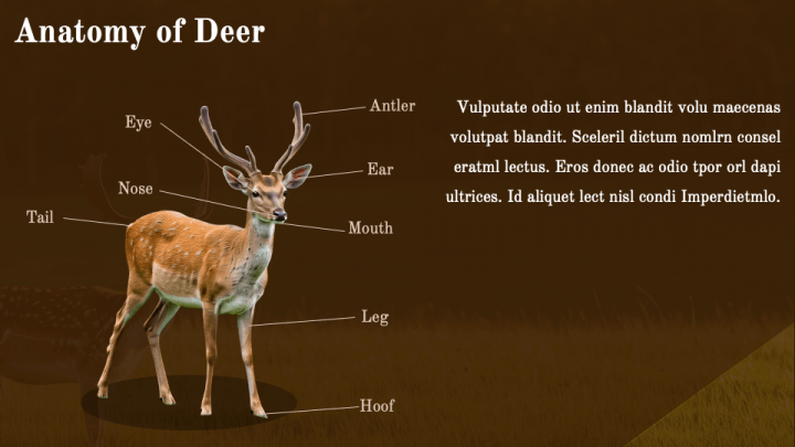 Free - Deer Presentation for PowerPoint and Google Slides - PPT Slides