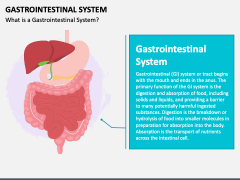 Gastrointestinal System PowerPoint and Google Slides Template - PPT Slides