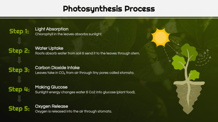 Free - Botany Lesson Presentation for PowerPoint and Google Slides ...