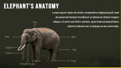 Free - Elephant Theme for PowerPoint and Google Slides - PPT Slides