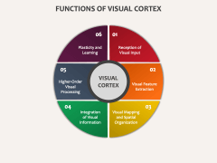 Visual Cortex PowerPoint and Google Slides Template - PPT Slides