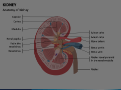 Kidney Anatomy Ppt Free Kidney PowerPoint Template Download