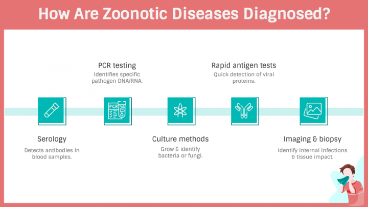 Zoonotic Diseases PowerPoint and Google Slides Template - PPT Slides