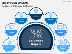 Cell Division Diagram PowerPoint and Google Slides Template - PPT Slides