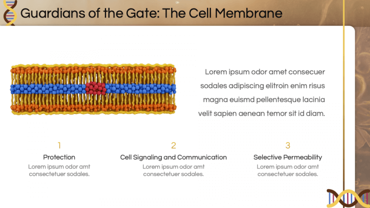 Free - Cell Biology Theme for PowerPoint and Google Slides - PPT Slides