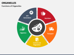 Organelles PowerPoint and Google Slides Template - PPT Slides