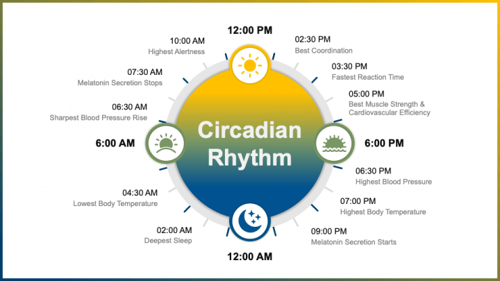 Circadian Rhythm PowerPoint and Google Slides Template - PPT Slides