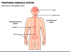Peripheral Nervous System PowerPoint and Google Slides Template - PPT Slides