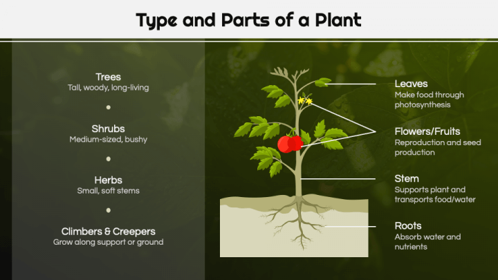 Free - Botany Lesson Presentation for PowerPoint and Google Slides ...