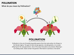 Pollination PowerPoint and Google Slides Template - PPT Slides
