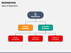 Respiration PowerPoint and Google Slides Template - PPT Slides