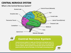 Central Nervous System PowerPoint and Google Slides Template - PPT Slides