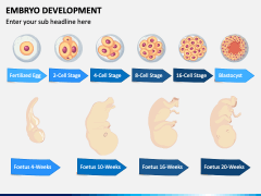 Embryo Development PowerPoint and Google Slides Template - PPT Slides