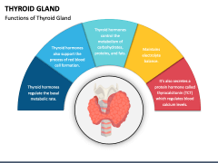 Thyroid Gland PowerPoint and Google Slides Template - PPT Slides