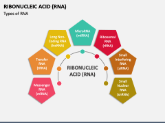 Ribonucleic Acid (RNA) PowerPoint and Google Slides Template - PPT Slides
