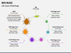 Bed Bugs PowerPoint and Google Slides Template - PPT Slides