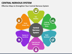 Central Nervous System PowerPoint and Google Slides Template - PPT Slides