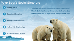 Free - Polar Bears Theme for PowerPoint and Google Slides - PPT Slides