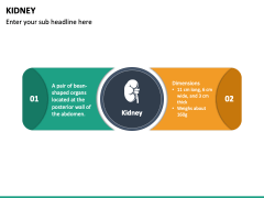 Kidney PowerPoint and Google Slides Template - PPT Slides