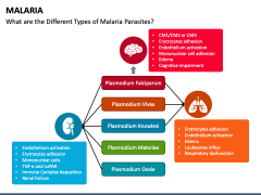 Free Malaria PowerPoint and Google Slides Template - PPT Slides