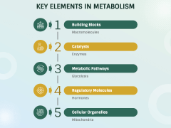 Metabolism PowerPoint and Google Slides Template - PPT Slides