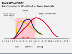Brain Development PowerPoint and Google Slides Template - PPT Slides