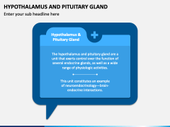Hypothalamus and Pituitary Gland PowerPoint and Google Slides Template - PPT Slides