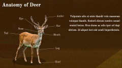 Free - Deer Presentation for PowerPoint and Google Slides - PPT Slides