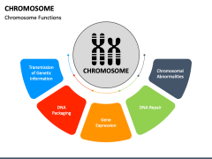 Chromosome PowerPoint and Google Slides Template - PPT Slides