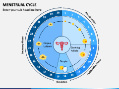Free Menstrual Cycle PPT - PowerPoint and Google Slides Template