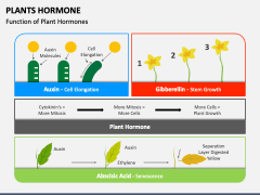 Plants Hormone PowerPoint and Google Slides Template - PPT Slides