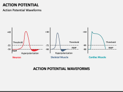 Action Potential PowerPoint and Google Slides Template - PPT Slides