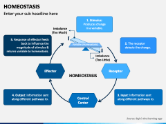 Homeostasis PowerPoint and Google Slides Template - PPT Slides