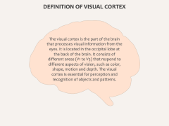 Visual Cortex PowerPoint and Google Slides Template - PPT Slides