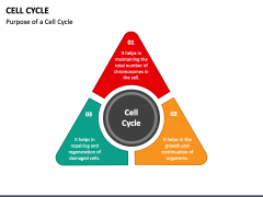 Cell Cycle PowerPoint and Google Slides Template - PPT Slides