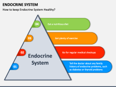 Endocrine System PowerPoint and Google Slides Template - PPT Slides
