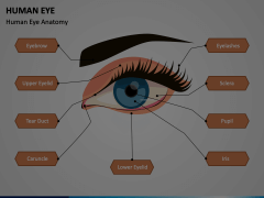 Human Eye for PowerPoint and Google Slides - PPT Slides