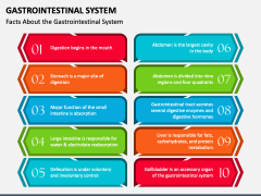 Gastrointestinal System PowerPoint and Google Slides Template - PPT Slides
