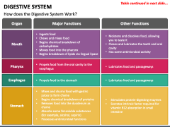 Digestive System PowerPoint and Google Slides Template - PPT Slides