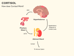 Cortisol PowerPoint and Google Slides Template - PPT Slides