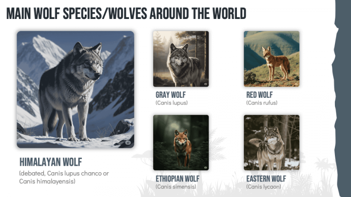 Free - Wolf Theme for PowerPoint and Google Slides - PPT Slides