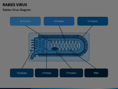 Rabies Virus PowerPoint and Google Slides Template - PPT Slides