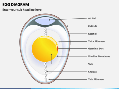 Egg Diagram for PowerPoint and Google Slides - PPT Slides