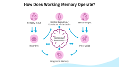 Working Memory PowerPoint and Google Slides Template - PPT Slides