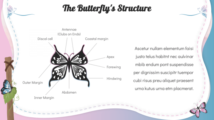 Free - Butterfly Presentation for PowerPoint and Google Slides - PPT Slides