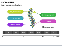 Ebola Virus PowerPoint and Google Slides Template - PPT Slides